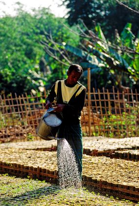 Synergy Foundation Dutch Ngo Plants Trees Editorial Stock Photo - Stock ...