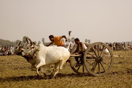 90 Cattle carts Stock Pictures, Editorial Images and Stock Photos ...