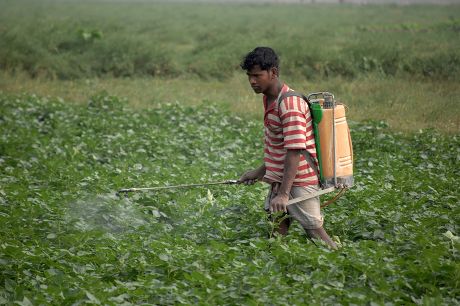 9 Potato plantation Stock Pictures, Editorial Images and Stock Photos ...