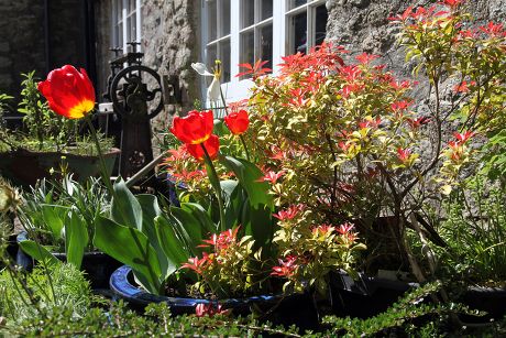 Tulips Azaleas Mangle House Dartmoor National Editorial Stock Photo ...