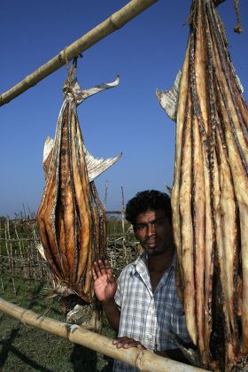 Dry Fish Shutki Popular Bengali Food Editorial Stock Photo - Stock ...
