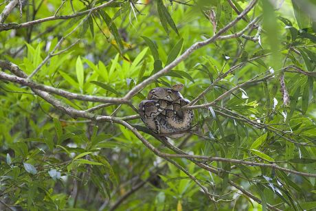 Reticulated Python Very Large Snake Patterned Editorial Stock Photo ...