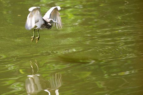 Crane Swoops Catch Prey Lake Dhaka Editorial Stock Photo - Stock Image ...
