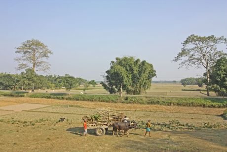 90 Cattle carts Stock Pictures, Editorial Images and Stock Photos ...