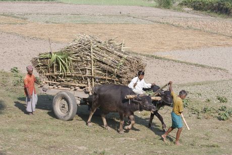 90 Cattle carts Stock Pictures, Editorial Images and Stock Photos ...