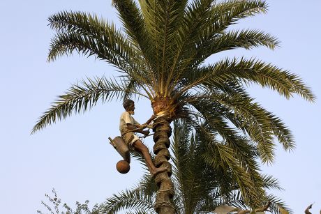 Tree Climber Known Locally Gachee Collects Editorial Stock Photo ...
