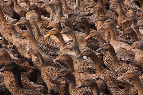 7 Vairab Stock Pictures, Editorial Images and Stock Photos | Shutterstock