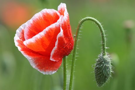 Red Poppy Papaver Rhoeas One Many Editorial Stock Photo - Stock Image ...