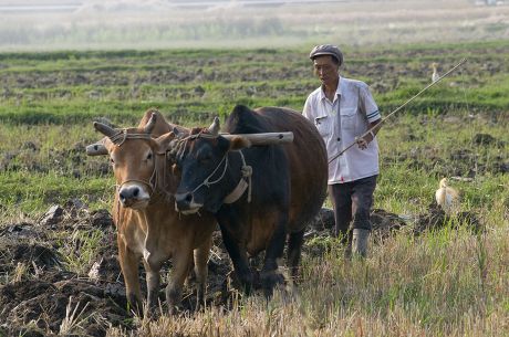 Farmer Ploughing His Land Oxen Yunnan Editorial Stock Photo - Stock ...