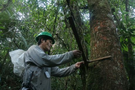 Worker Measuring Tree Forest San Carlos Editorial Stock Photo - Stock ...