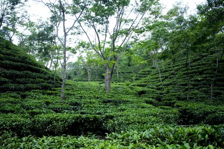 Sylhet Renowned Traditional Tea Growing Area Editorial Stock Photo ...