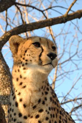 Cheetah Acinonyx Jubatus Atypical Member Cat Editorial Stock Photo ...