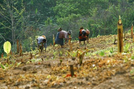 Jhum Cultivation Khagrachari One Hill Districts Editorial Stock Photo ...