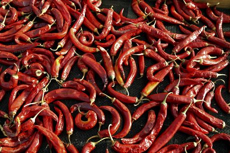 Red Chilli Peppers Chillis Spicy Food Editorial Stock Photo - Stock ...