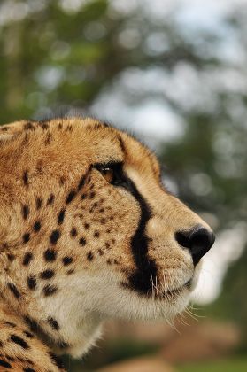 Cheetah Acinonyx Jubatus Atypical Member Cat Editorial Stock Photo ...