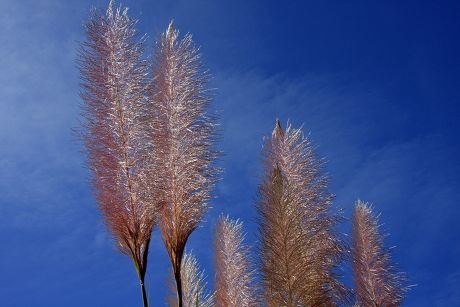 Kashphool Catkin Usually Blooms Narrow Leaves Editorial Stock Photo ...