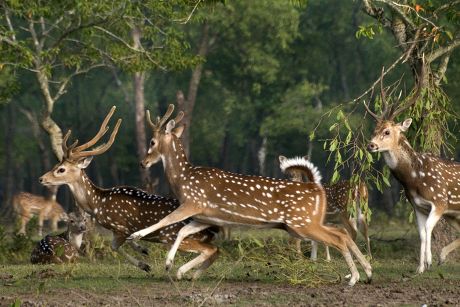 Nijhum Dwip Nijhum Island Once Known Editorial Stock Photo - Stock ...