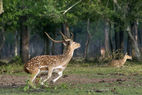 Nijhum Dwip Nijhum Island Once Known Editorial Stock Photo - Stock ...