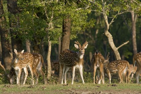Nijhum Dwip Nijhum Island Once Known Editorial Stock Photo - Stock ...