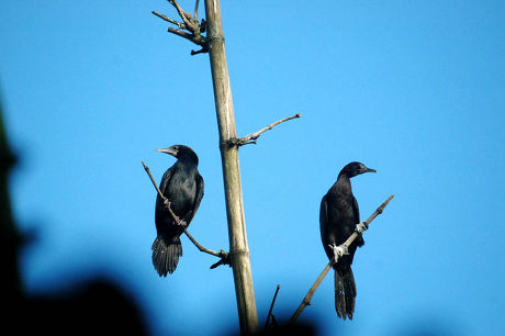 1 Pankouri Stock Pictures, Editorial Images and Stock Photos | Shutterstock