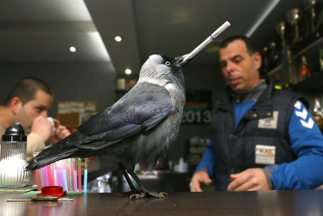 __COUNT__ imágenes de Jackdaw lives in a bar, Bulgaria - 12 Feb 2014 ...