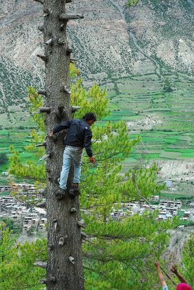 Man Climbs Tree Tie Rope Around Editorial Stock Photo - Stock Image ...
