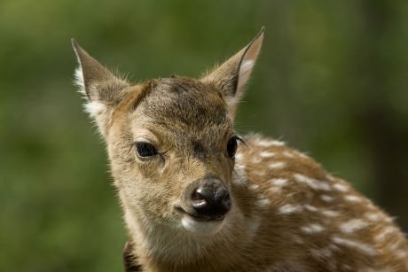 Deer Calf Forests Nijhum Dwip Nijhum Editorial Stock Photo - Stock ...