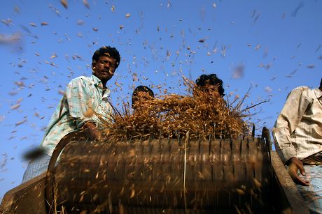 Farmers Threshing Rice Paddy During Harvesting Editorial Stock Photo ...