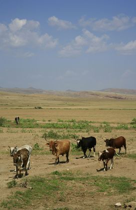 Herd Nguni Cattle Hybrid Indigenous Indian Editorial Stock Photo ...
