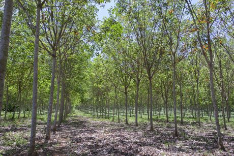 250 Rubber farming Stock Pictures, Editorial Images and Stock Photos ...