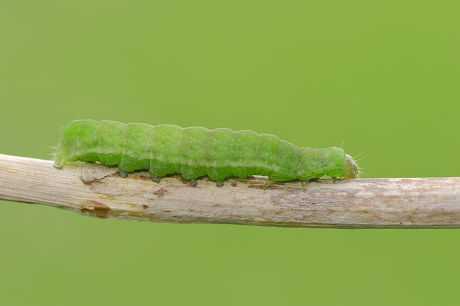 Caterpillar Angleshade Angle Shade Moth Phlogophora Editorial Stock ...