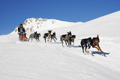 Alpine Trail Sled Dog Race 2012 Editorial Stock Photo - Stock Image ...
