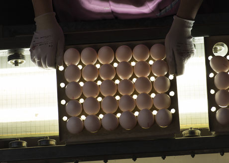 Worker During Quality Control Easter Eggs Editorial Stock Photo - Stock ...