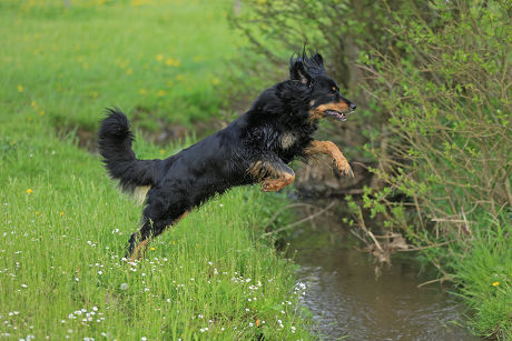 Hovawart Jumping Over Brook Germany Editorial Stock Photo - Stock Image ...