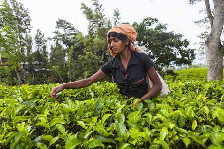 Tea Picker Tea Plantation Teagrowing Area Editorial Stock Photo - Stock ...
