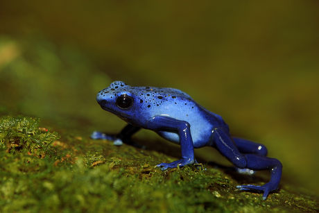 63 Dendrobatidae Stock Pictures, Editorial Images and Stock Photos ...