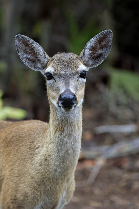 Keywhitetailed Deer Odocoileus Virginianus Clavium Adult Editorial ...