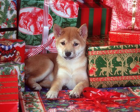 5 Shibas Stock Pictures, Editorial Images and Stock Photos | Shutterstock