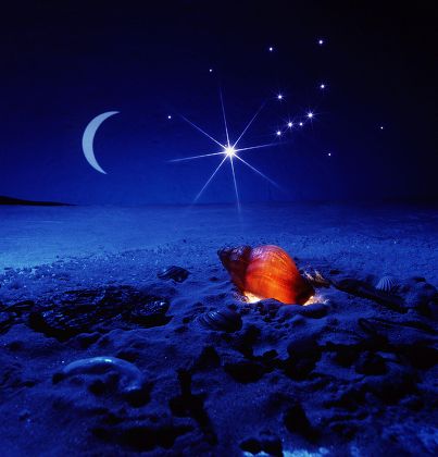 6 Moonlit beach Stock Pictures, Editorial Images and Stock Photos ...
