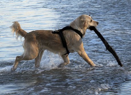 Golden Retriever Retrieving Stick Sea Editorial Stock Photo - Stock ...
