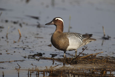 Garganey Anas Querquedula Drake Shallow Water Editorial Stock Photo ...