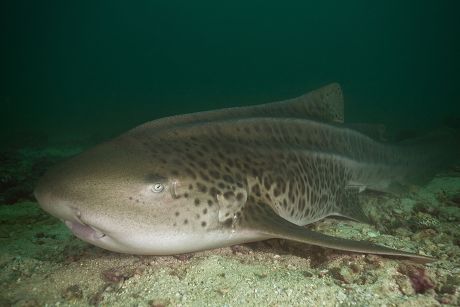 58 Leopard shark Stock Pictures, Editorial Images and Stock Photos ...