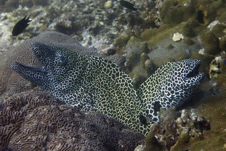 24 Laced morays Stock Pictures, Editorial Images and Stock Photos ...