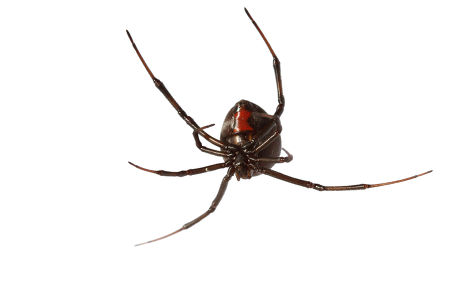 19 Redback Stock Pictures, Editorial Images and Stock Photos | Shutterstock