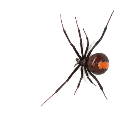 19 Redback Stock Pictures, Editorial Images and Stock Photos | Shutterstock