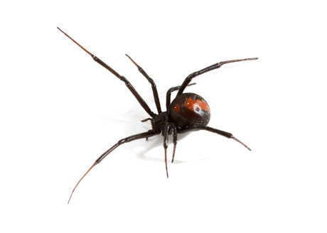 19 Redback Stock Pictures, Editorial Images and Stock Photos | Shutterstock