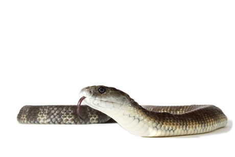 62 Tiger snake Stock Pictures, Editorial Images and Stock Photos ...