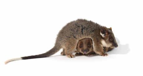 70 Possums Stock Pictures, Editorial Images and Stock Photos | Shutterstock