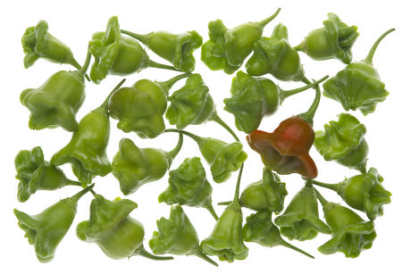 750 Chili pods Stock Pictures, Editorial Images and Stock Photos ...