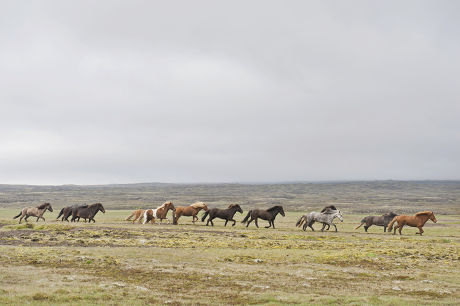 54 Ponies running Stock Pictures, Editorial Images and Stock Photos ...